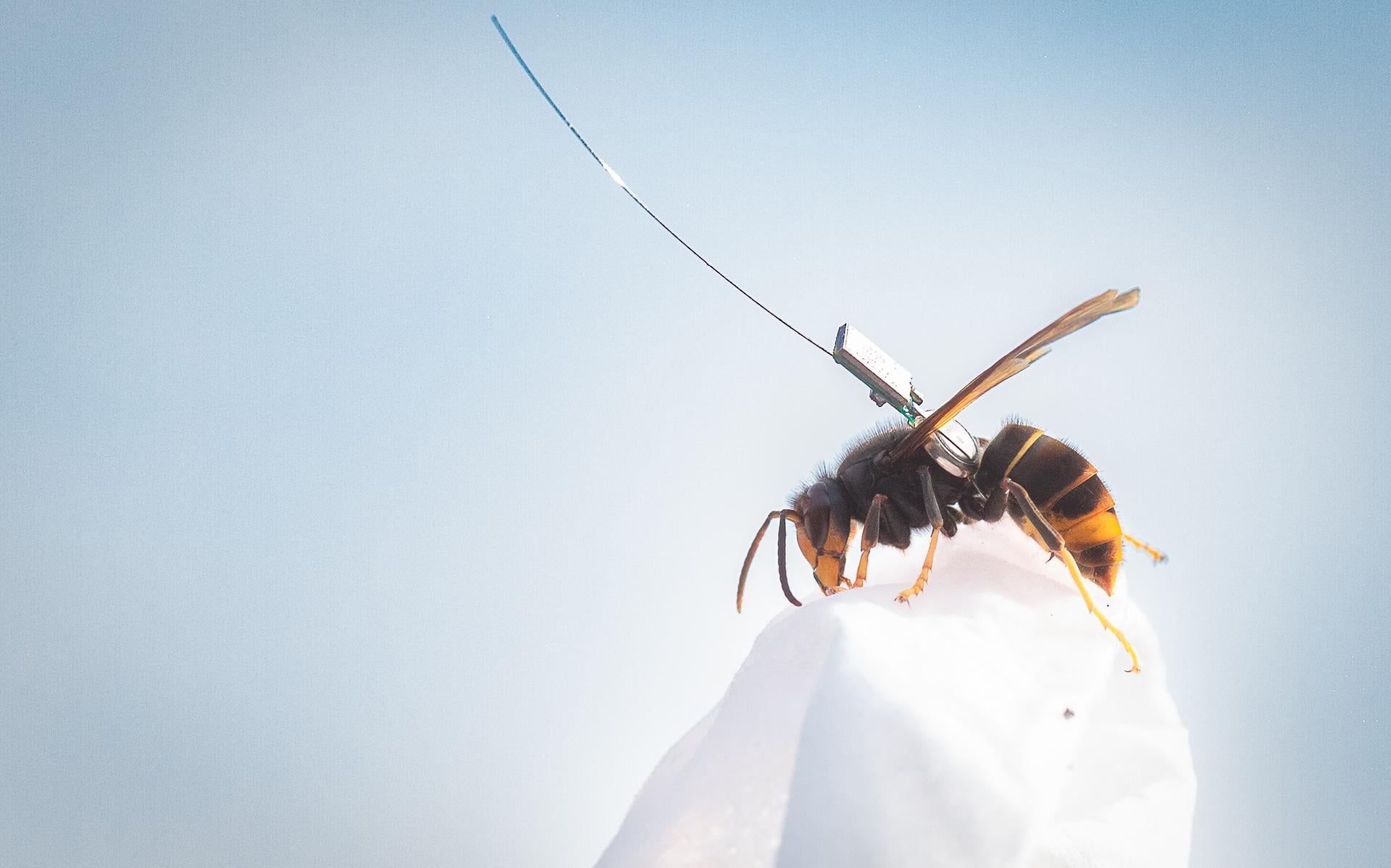 Jacht op Aziatische hoornaar geopend in Hoogeveen: insect verraadt ...