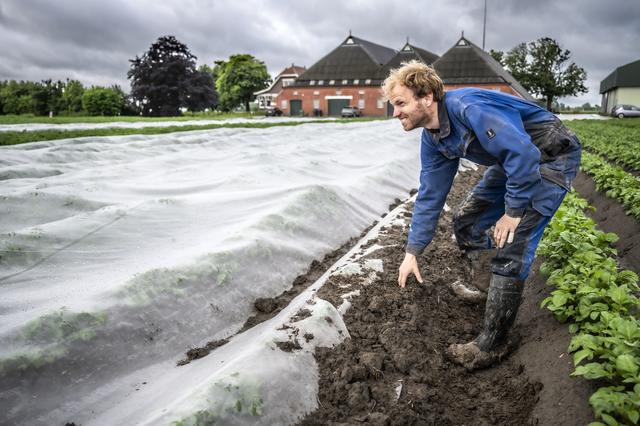 Boeren in Noord-Groningen zetten gaas in tegen luizen. Berjan: ‘Er is ...