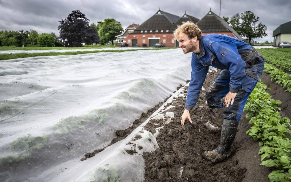 Boeren in Noord-Groningen zetten gaas in tegen luizen. Berjan: ‘Er is ...