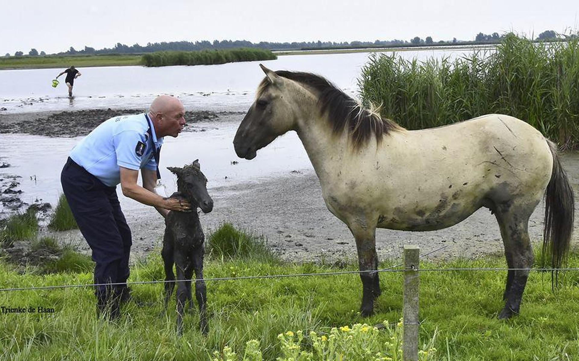 Militair in onderbroek redt veulen uit het slik, dier maakt het goed ...