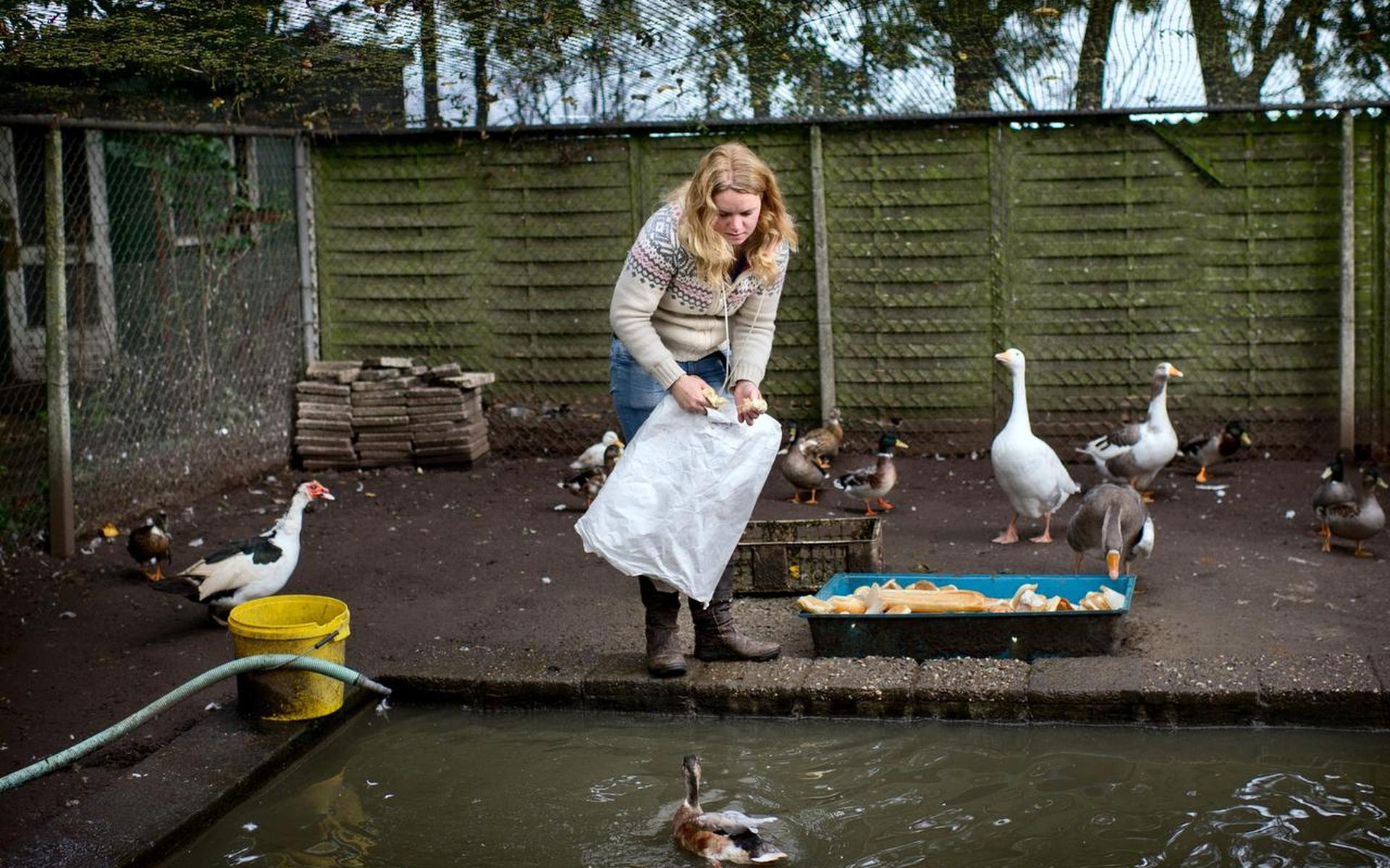 Donoractie moet Groningse opvang voor wilde en verweesde dieren redden ... Donoractie moet Groningse opvang voor wilde en verweesde dieren redden ...