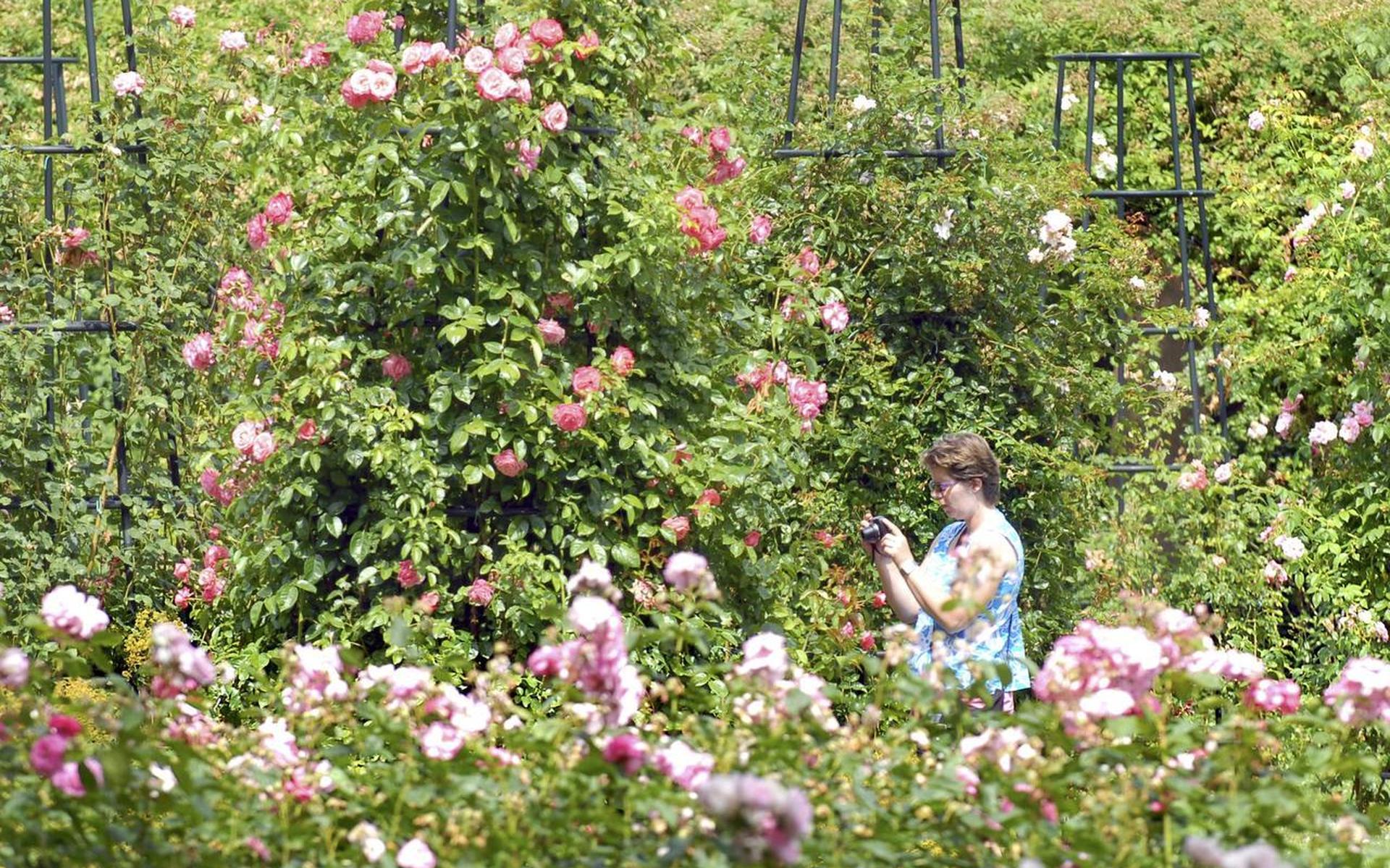 Rosarium zoekt Rosa voor jubileum - Dagblad van het Noorden