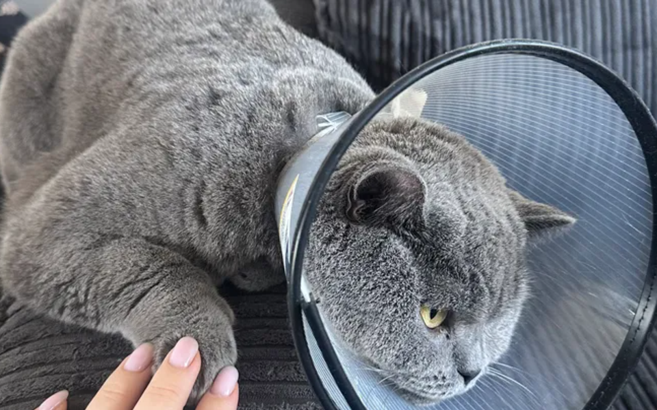 Kater Pluis eet 29 haarelastiekjes van Shannon (25) uit Hoogezand op ...