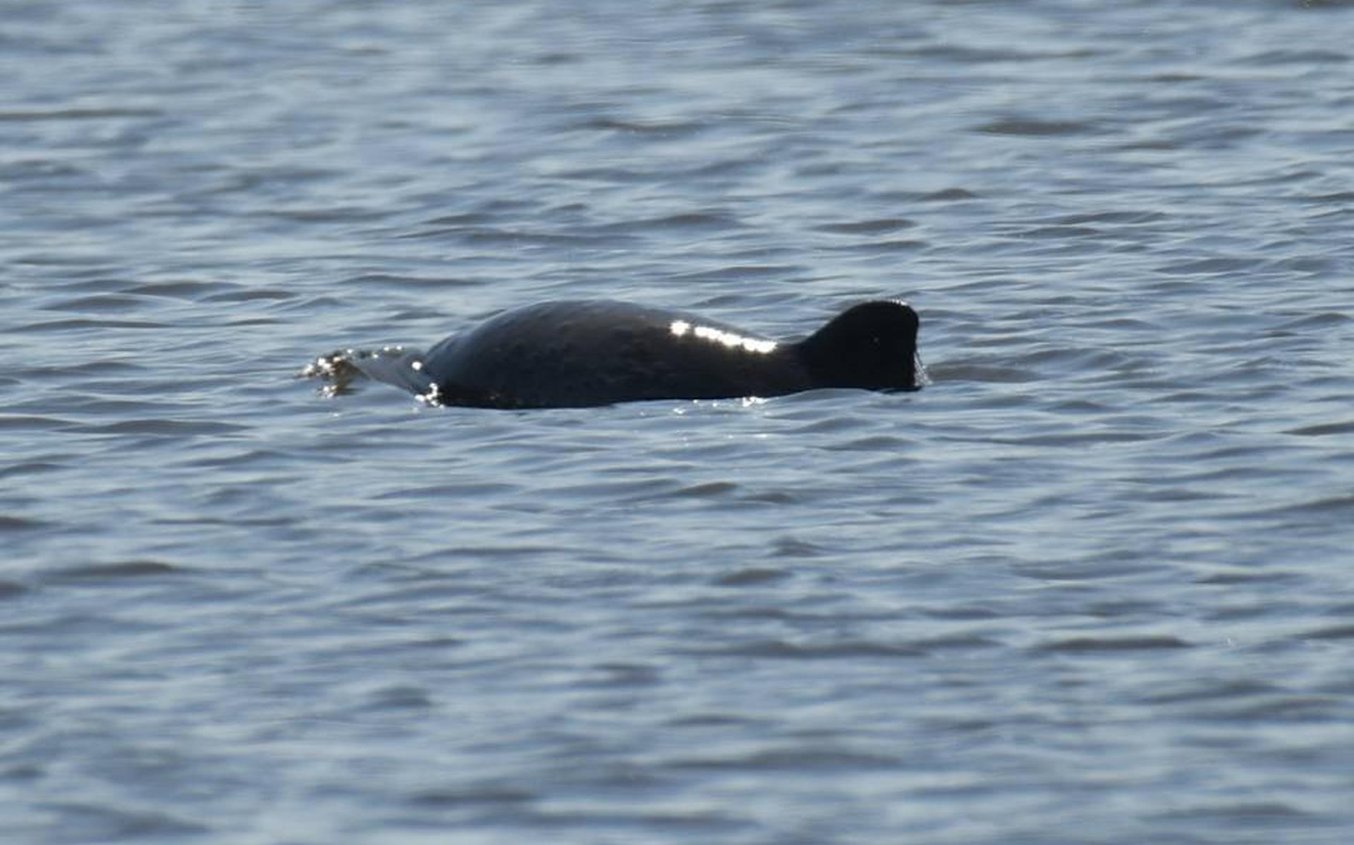 Bruinvissen gespot in Delfzijlster haven - Dagblad van het Noorden