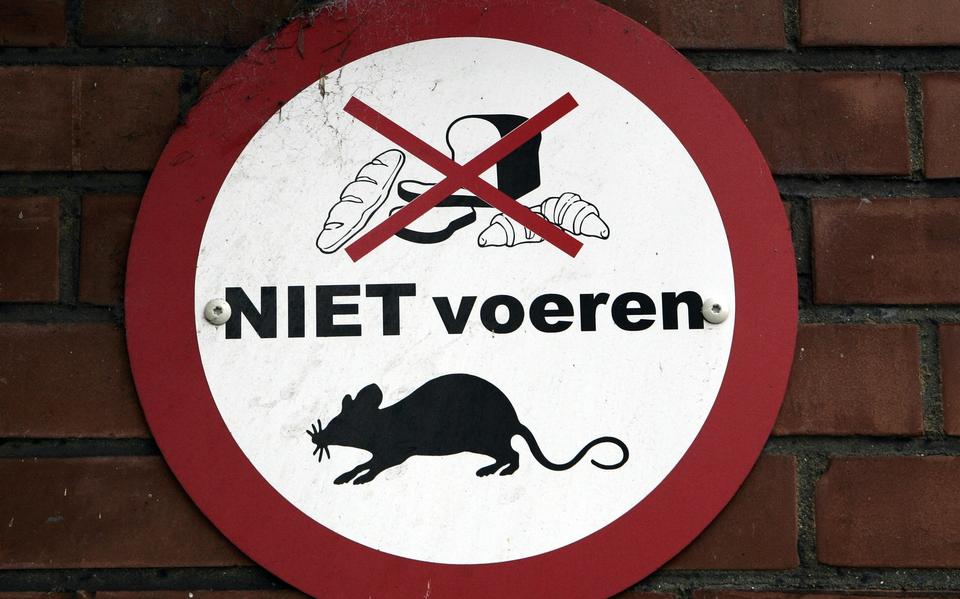 De muizen zijn terug. Zo hou je de gehate huisgenoten buiten de deur ...