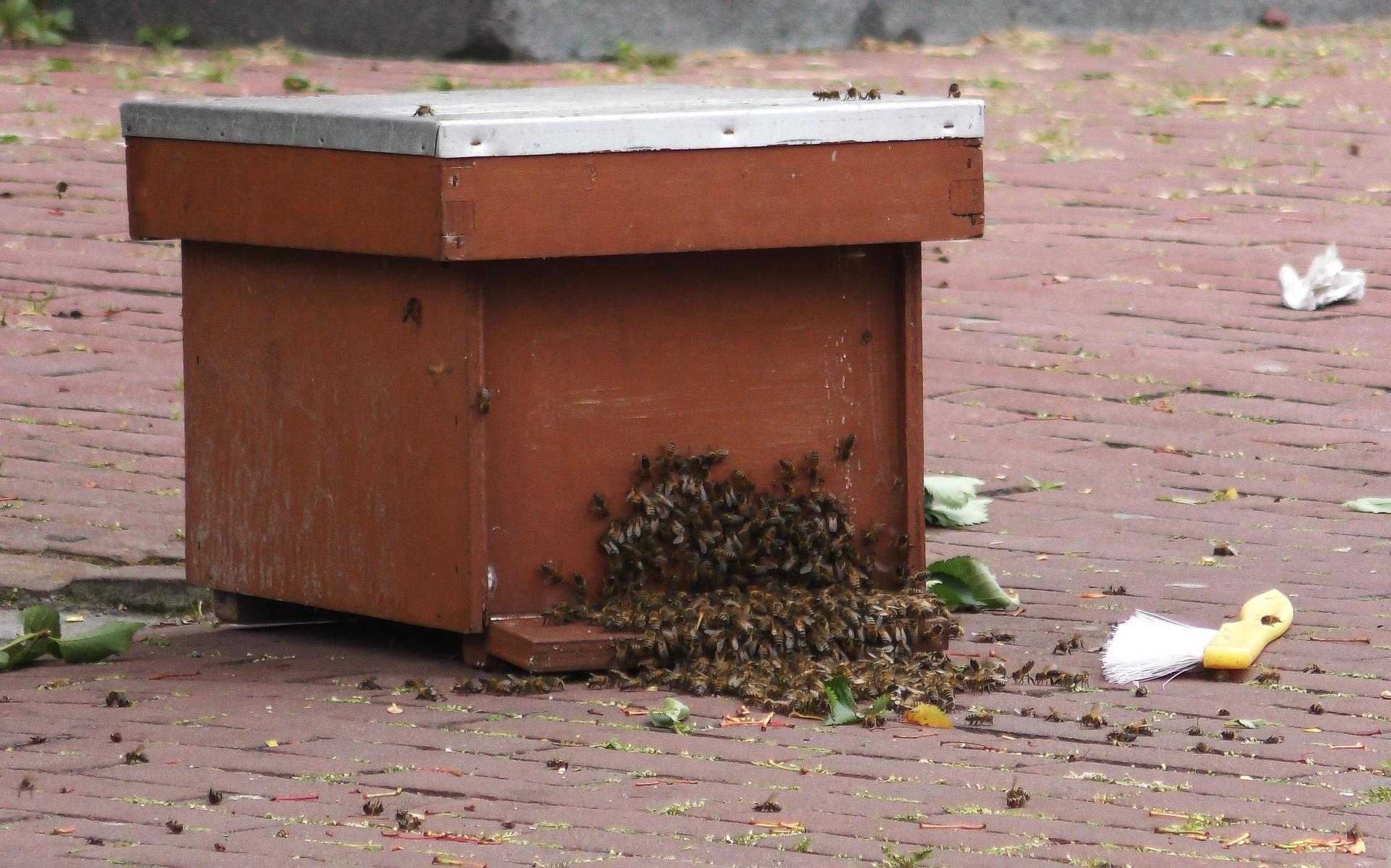 Groot bijennest verwijderd uit boom in centrum Assen - Dagblad van het ...