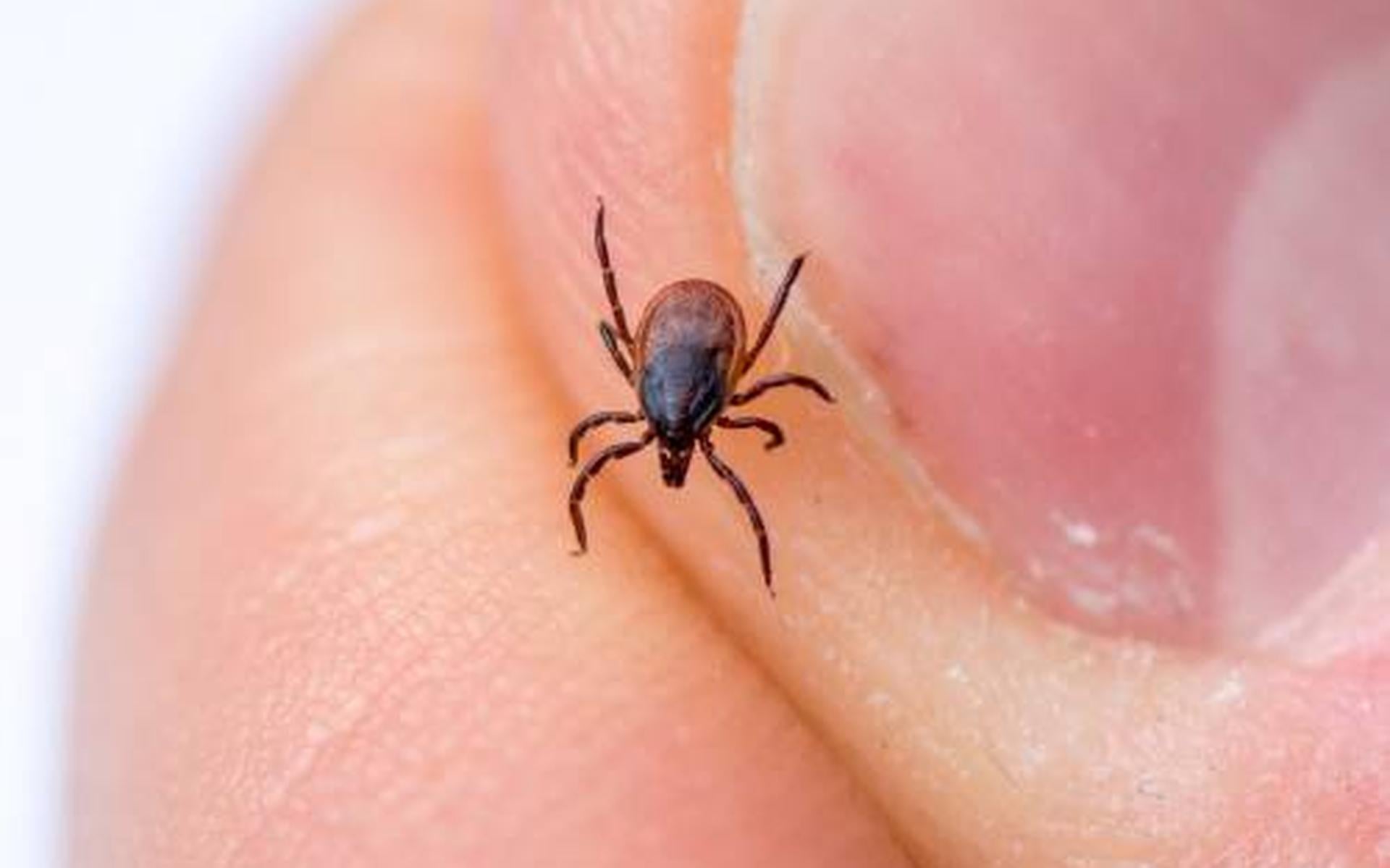 Ziekte van Lyme: Drenthe blijft koploper - Dagblad van het Noorden