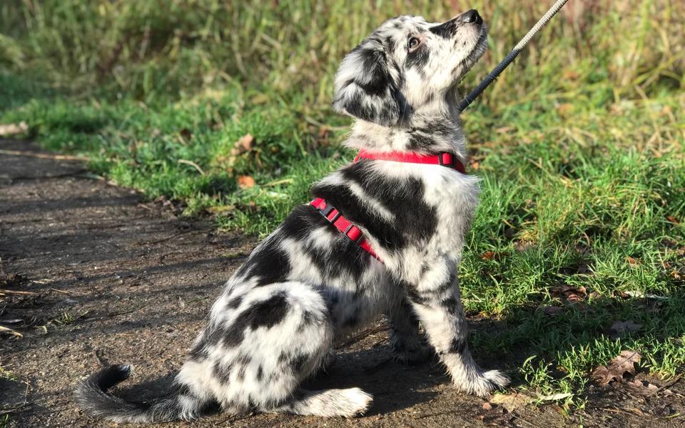 Zo voorkom je dat je een puppy koopt bij een foute handelaar. Acht tips ... Zo voorkom je dat je een puppy koopt bij een foute handelaar. Acht tips ...