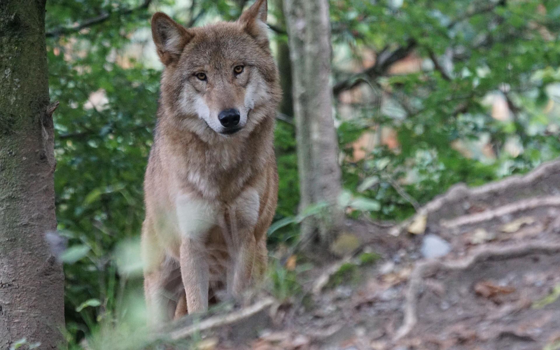 Provincie Drenthe houdt webinar over nieuwe subsidie voor wolfwerende ...