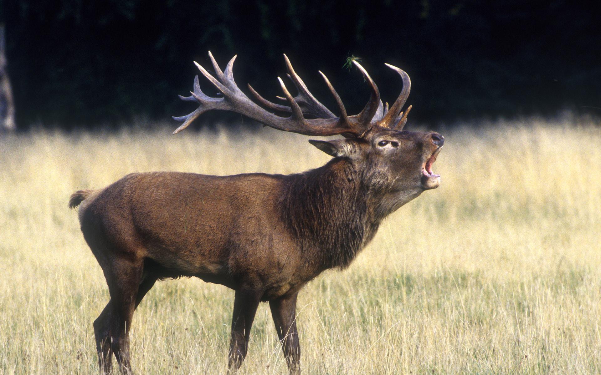Drenthe verwelkomt tweede wilde edelhert. Wordt het dier een goede ...