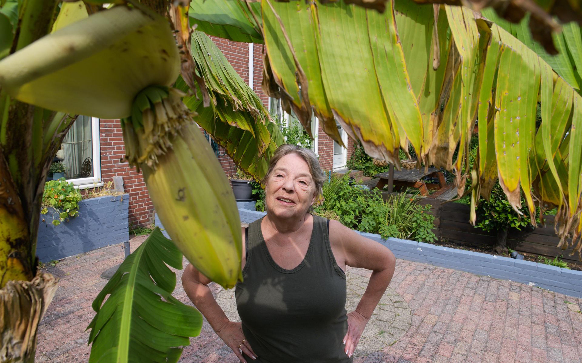 Hoezo komkommertijd? Bij Tineke (68) in Groningen groeien bananen in de ...