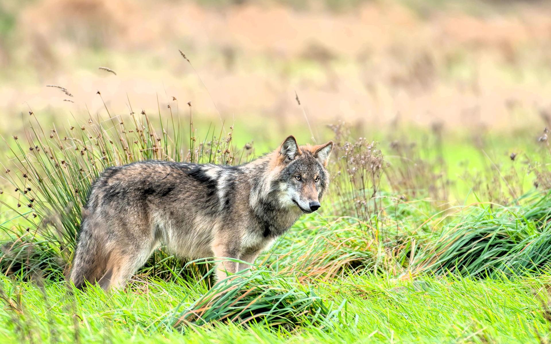 Wat moet je doen als je een wolf tegenkomt? Provincie Drenthe legt ...