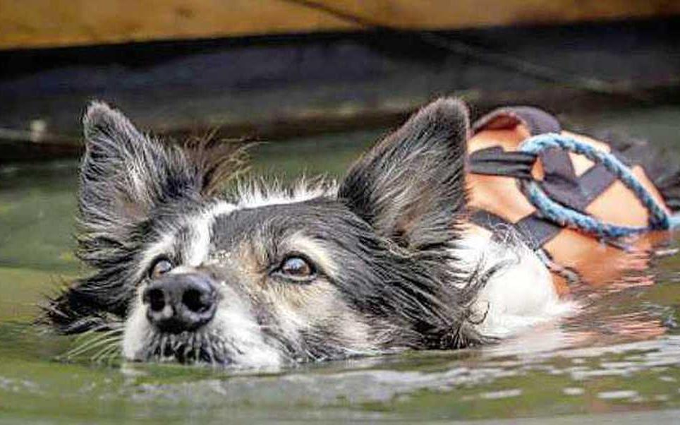 Een hond met reddingsvest in de haven? Bejaarde border collie Jim maakt ...