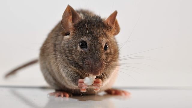 Muizen in huis voorkomen: tips tegen plaagdieren in de winter - Dagblad ...
