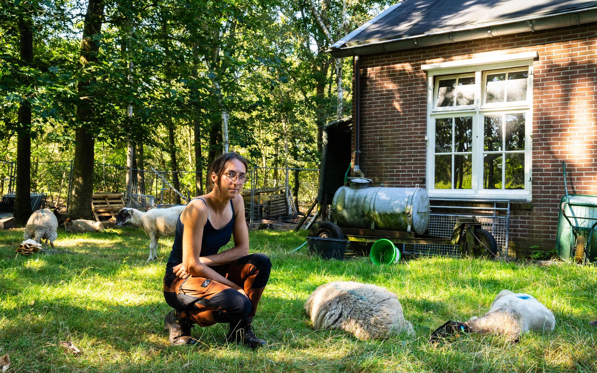 Schaapsherder Julie slaakt noodkreet om blauwtongvirus bij haar schapen ...