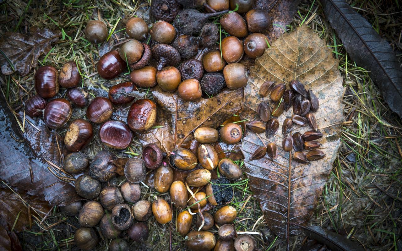 Weinig eikels en beukennootjes, maar reeën in Drenthe verhongeren niet ...