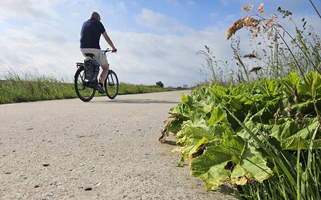 Uitputting moet exoten uitroeien op berenklauw-fietspad tussen Winsum ...