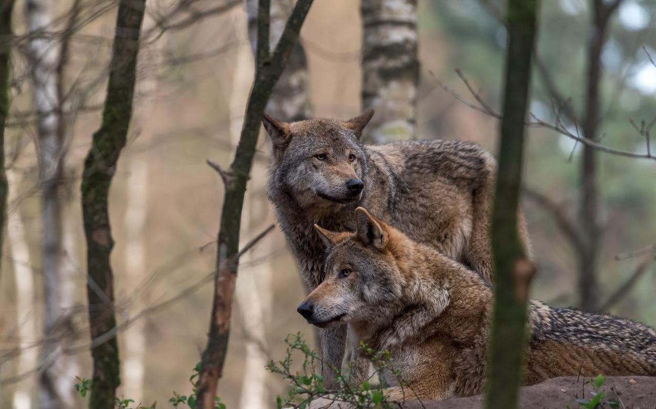 De wolf hoort thuis in Drenthe. Meldingen over dood vee zijn koren op ...