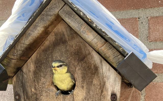 Jonge koolmees heeft het erg warm | Mooiste Kiek van de Week - Dagblad ...