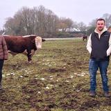 Hereford-stier uit Zweeloo gelauwerd op de grootste veeveiling van ...