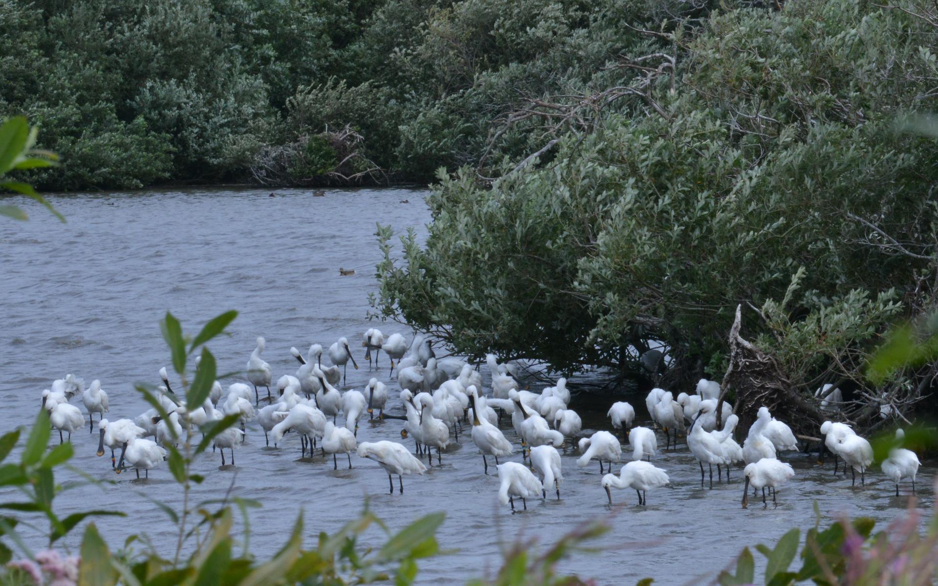 Wilgen bij Westerplas op Schiermonnikoog worden flink gesnoeid voor ...