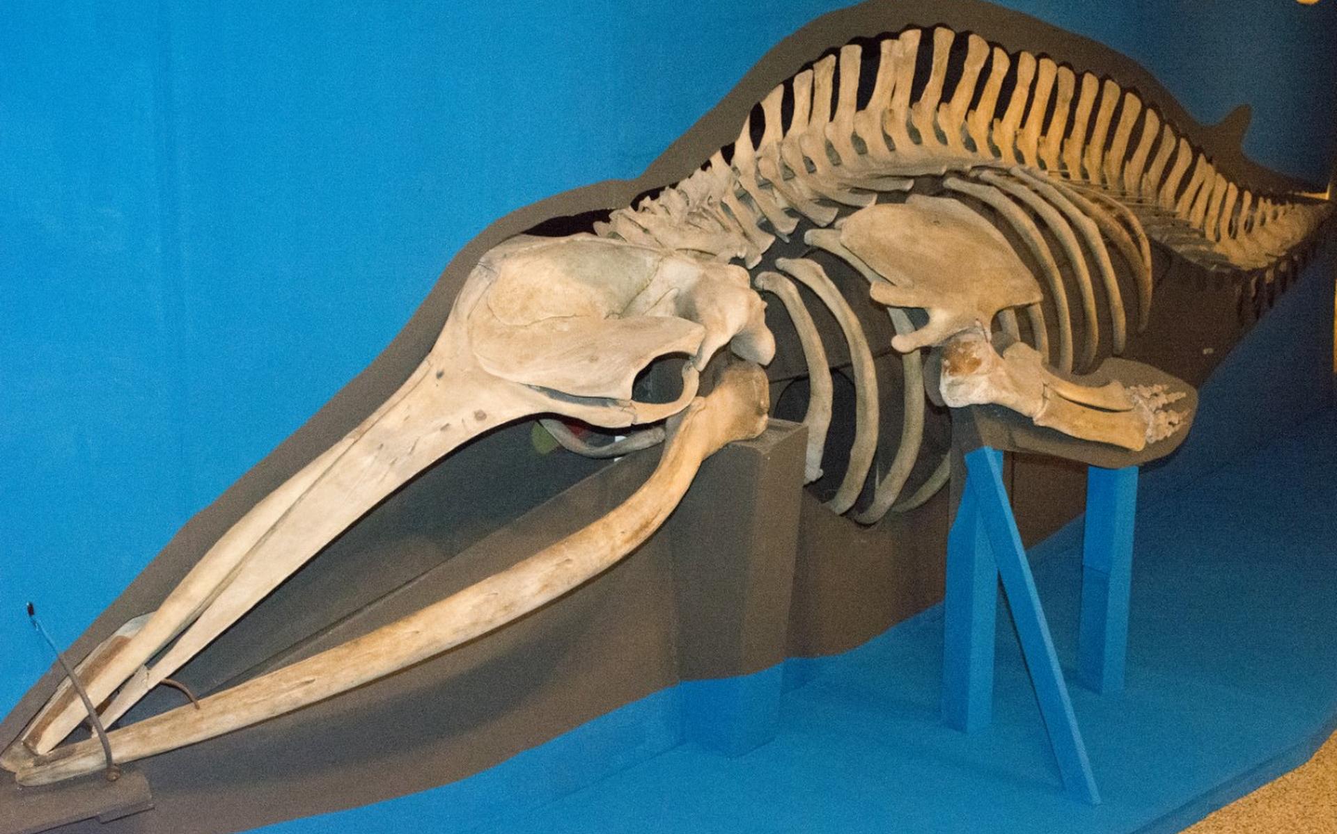 ‘Oog in oog met de walvis’ in Zeemuseum Miramar - Dagblad van het Noorden