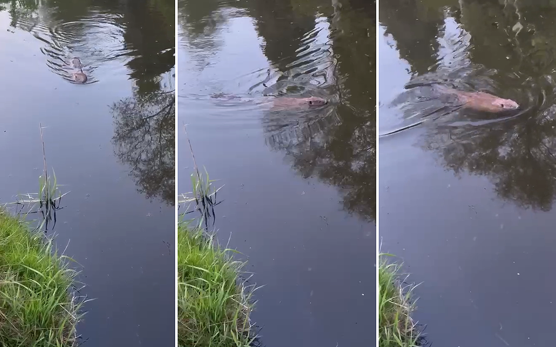 Video | Bever gespot in Groningen. 'Platte staart goed te zien ...